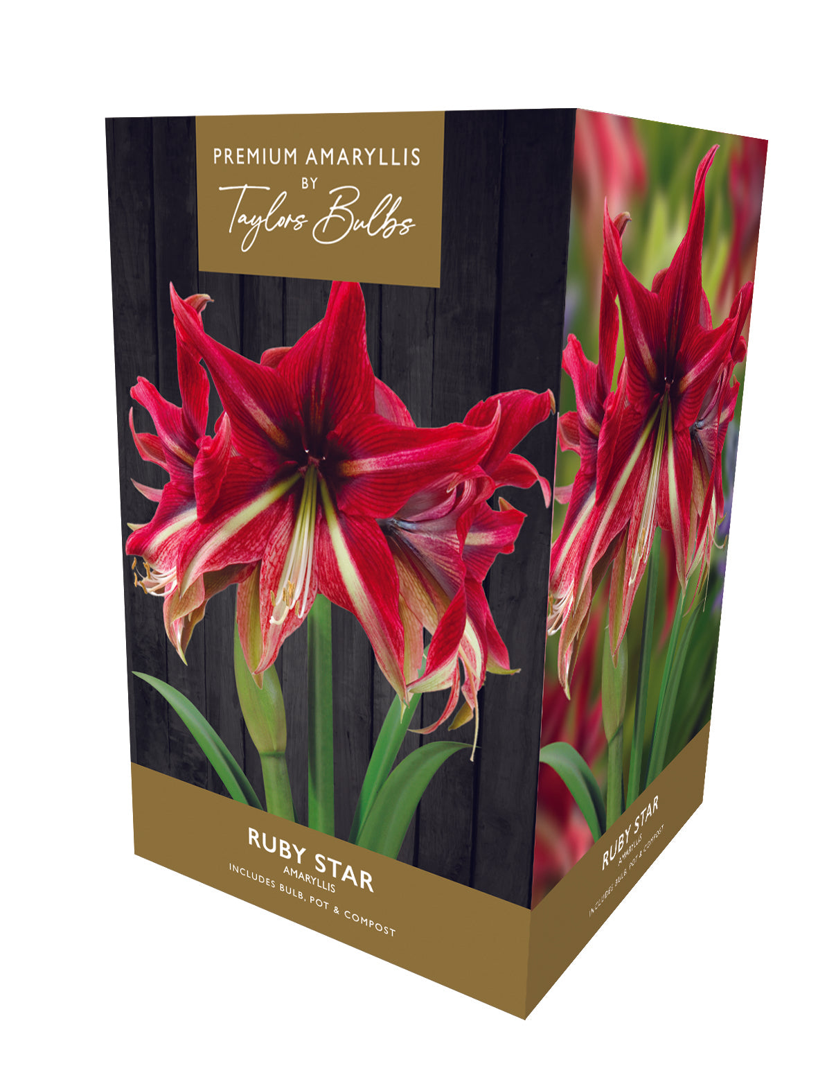 Taylors Bulbs Premium Ruby Star Amaryllis 1-Bulb – Sam Turner & Sons