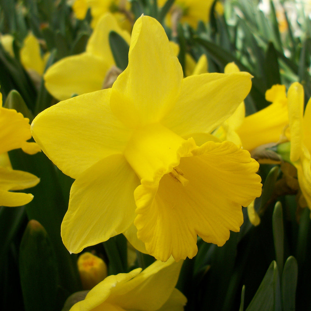 Narcissus Golden Trumpets 5kg Bag – Sam Turner & Sons