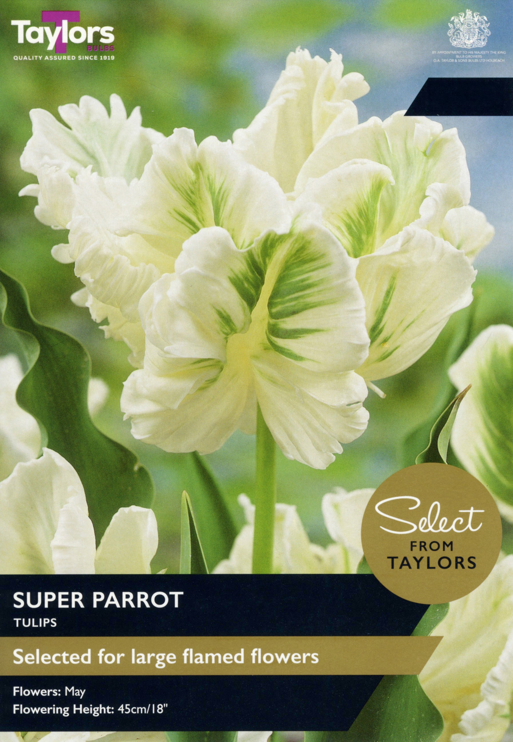 Taylors Bulbs Super Parrot Tulips – Sam Turner & Sons