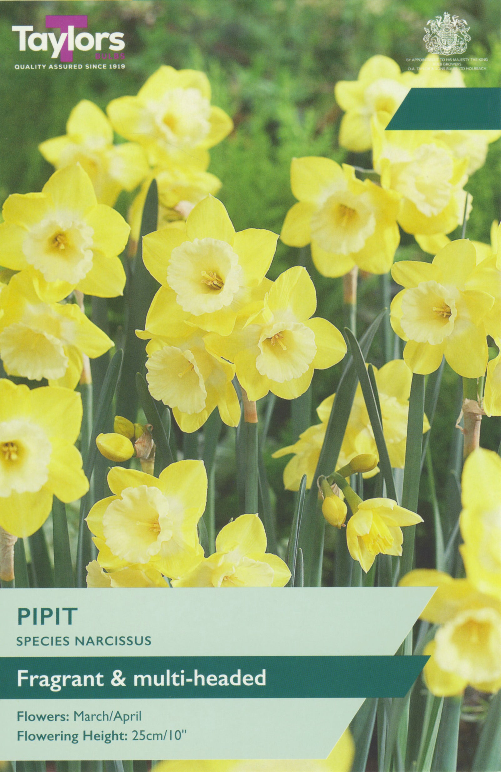 Taylors Bulbs Pipit Species Narcissus – Sam Turner & Sons