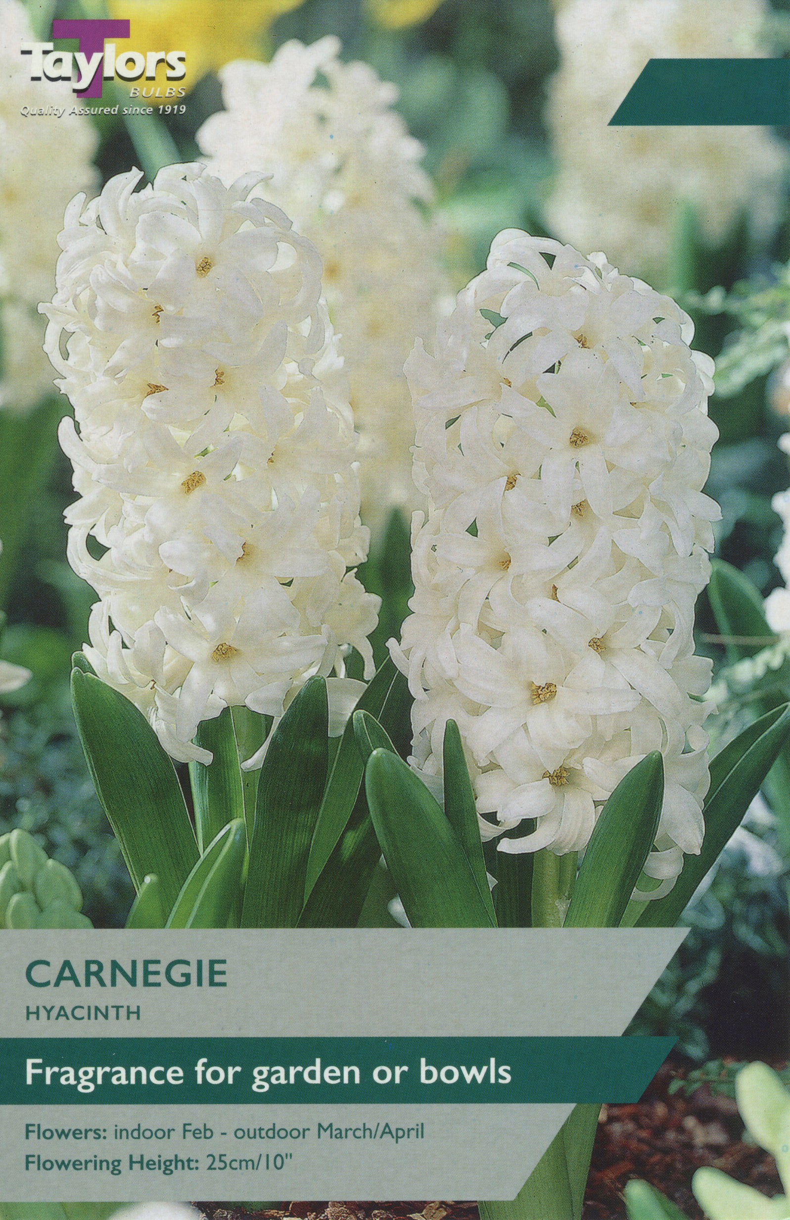 Carnegie Hyacinth – Sam Turner & Sons