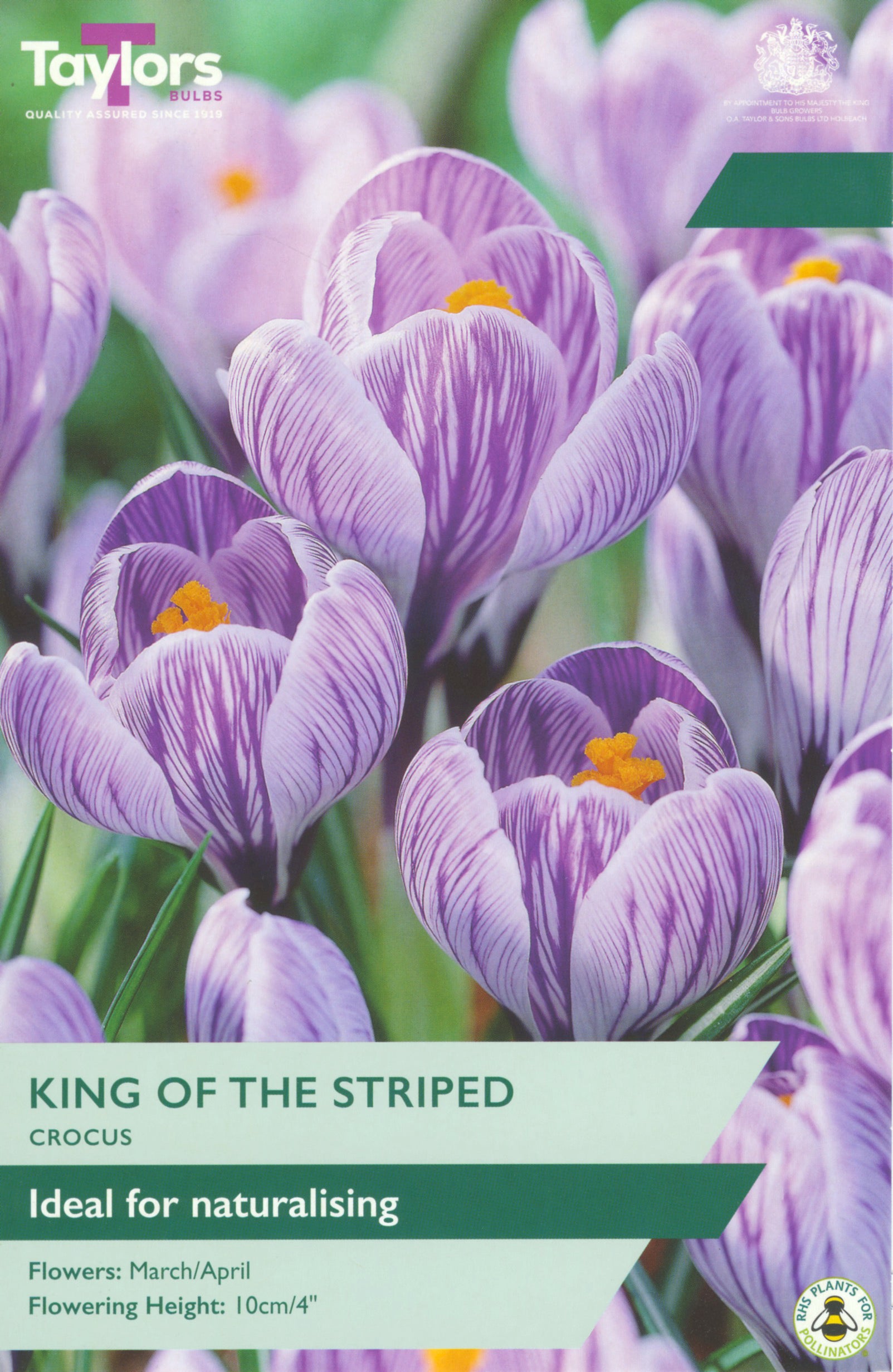 Taylors Bulbs King Of The Striped Crocus – Sam Turner & Sons