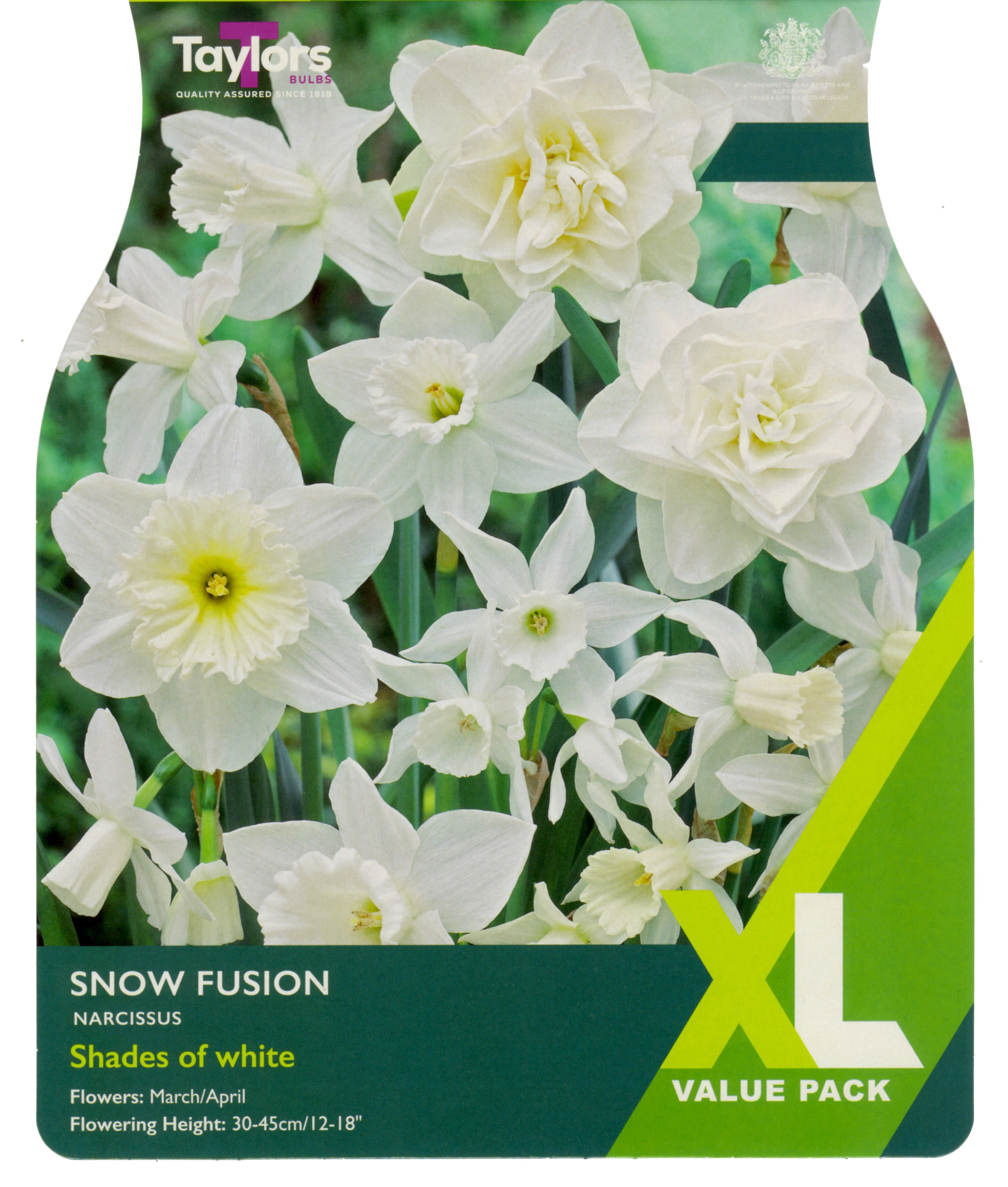 Taylors Bulbs Snow Fusion Narcissus – Sam Turner & Sons