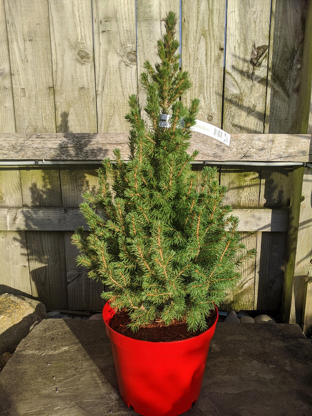 Pot Grown Picea Glauca Albertiana Conica Christmas Tree 2-3ft – Sam ...
